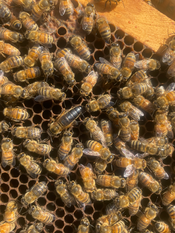 2025 Bee Package - Tentative date - May 9 | McCormack's Bee Farm