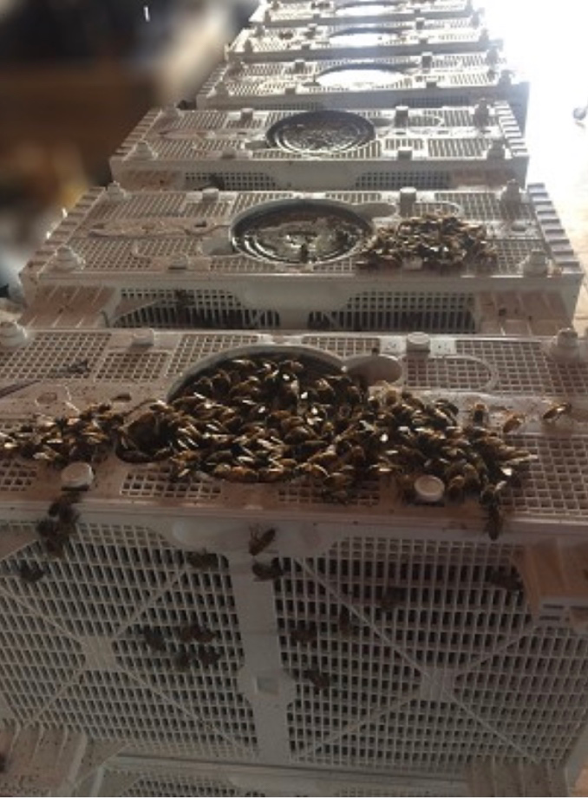 2023 - Carniolan Bee Package | McCormack's Bee Farm